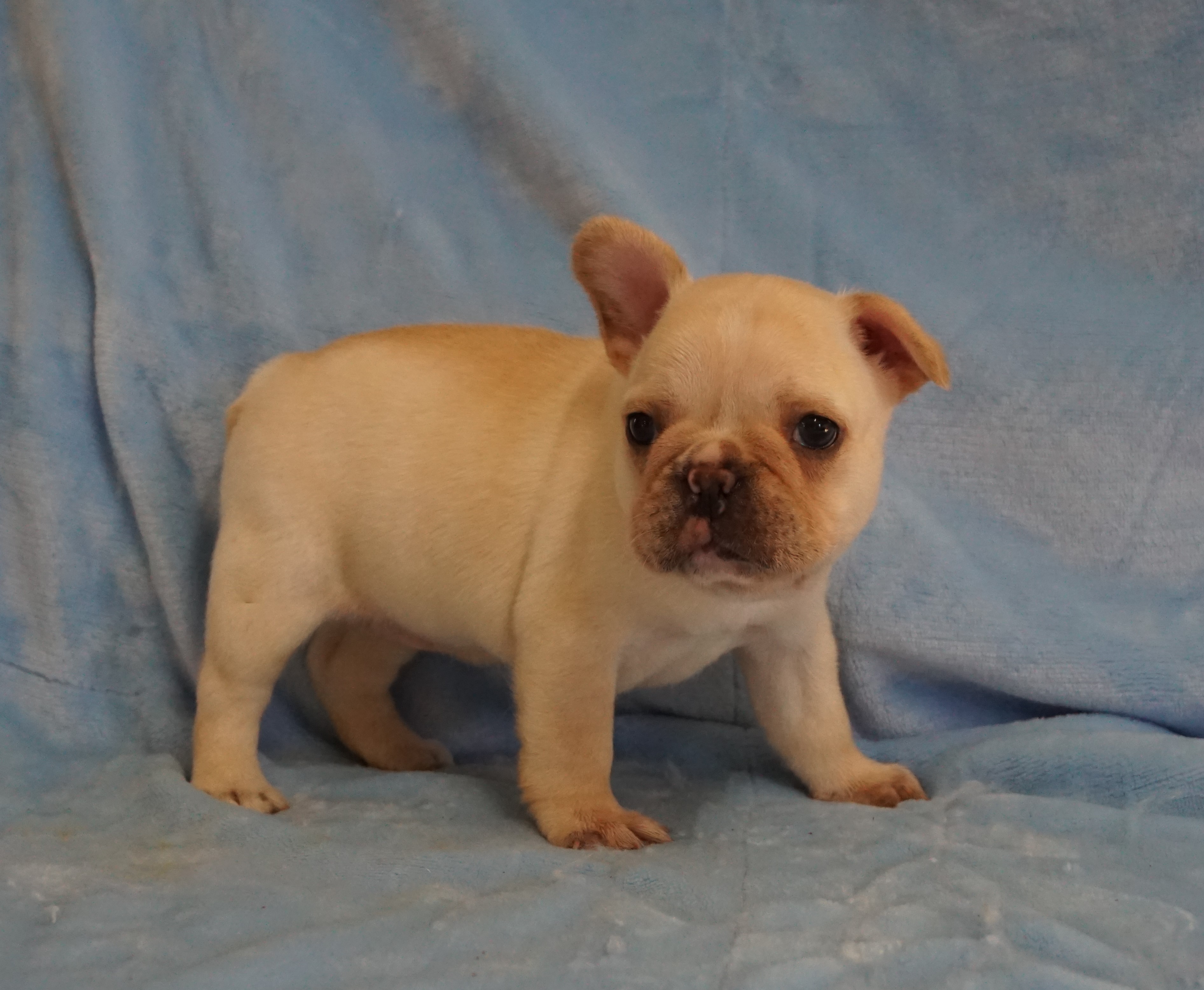 Cream Color French Bulldog at Michael Carandini blog