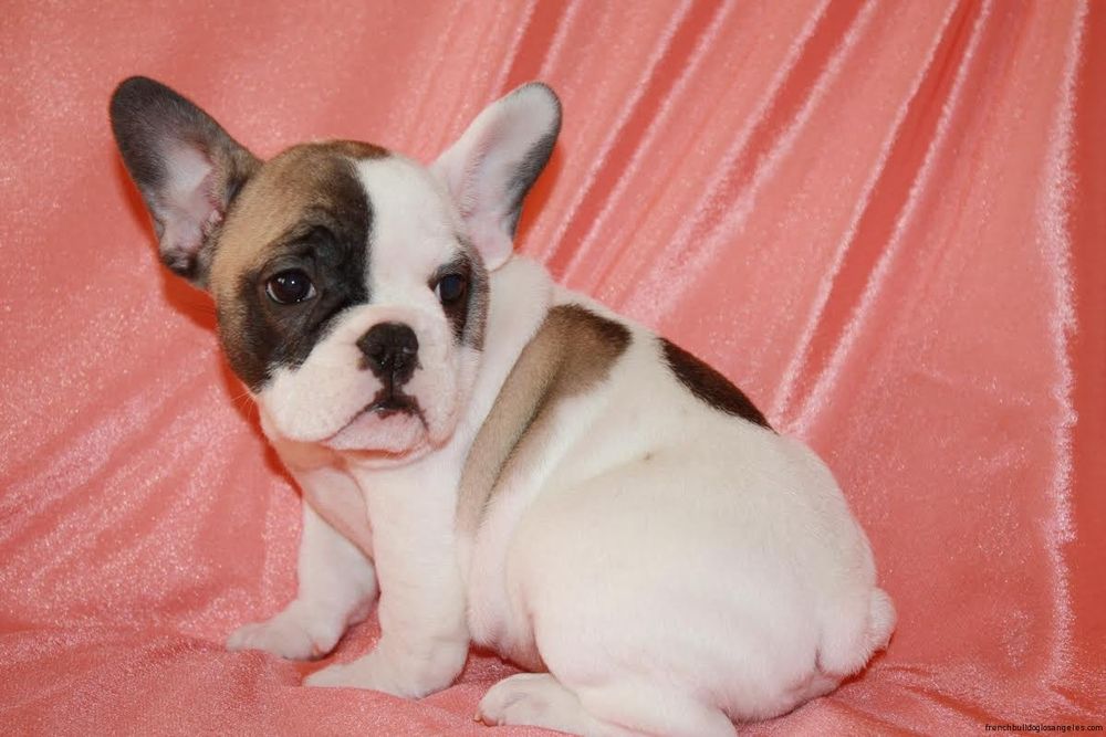 French bulldog puppies | French Bulldog In Los Angeles