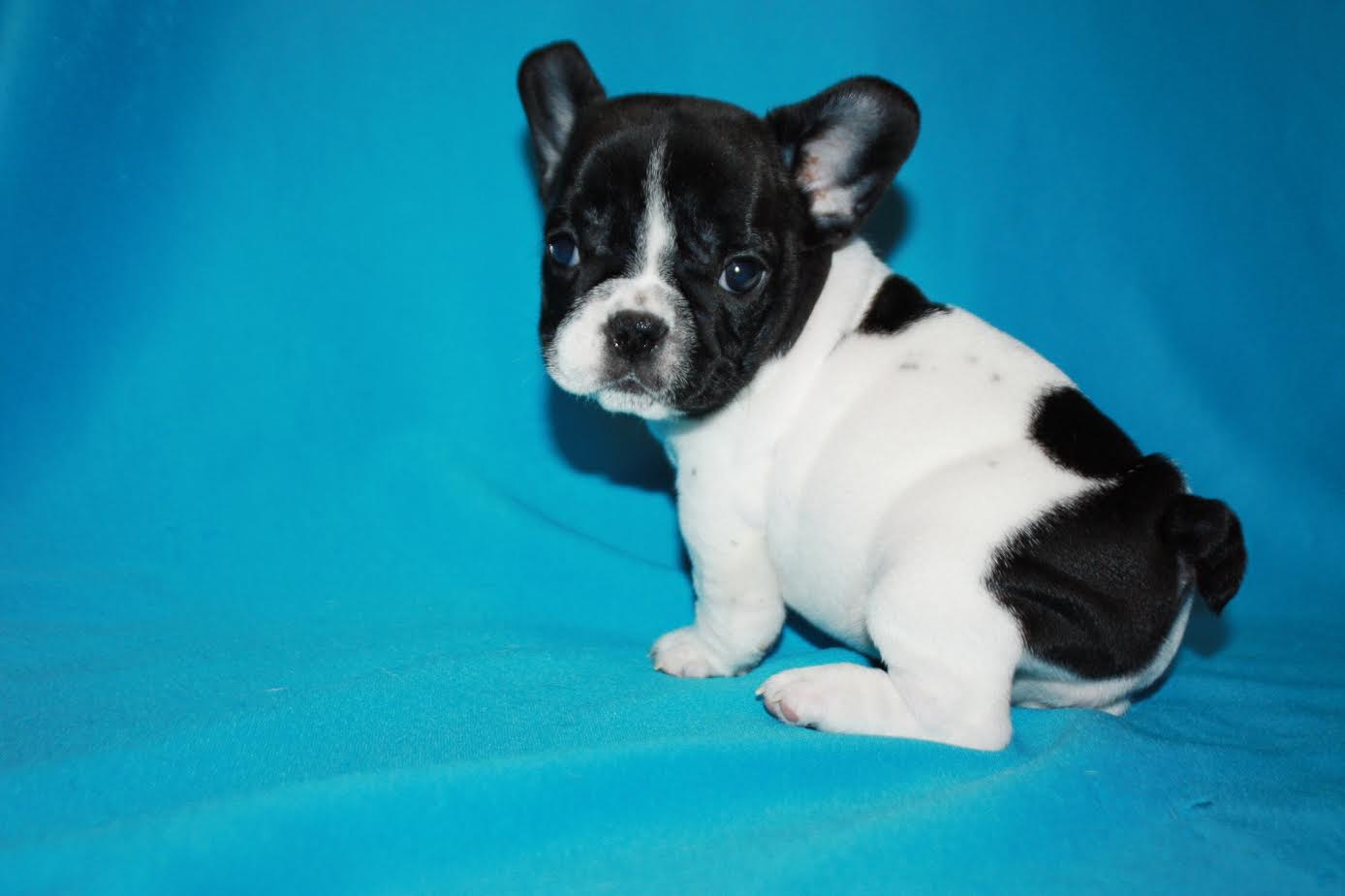 French bulldog puppies | French Bulldog In Los Angeles
